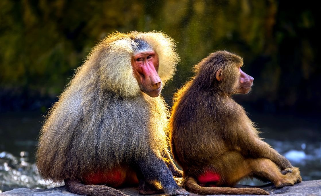 Ever Wondered Why Pandas Can Hold Bamboo but Hawks Can’t? - Tricklings